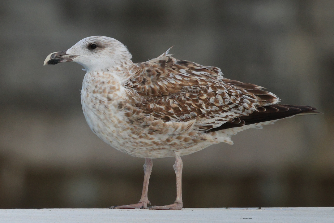 Great Black-backed Gull – Audubon