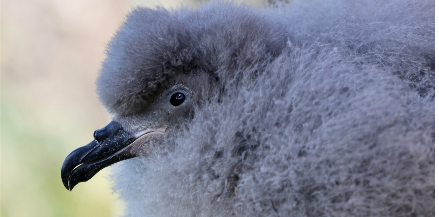 Bermuda Petrel – Audubon