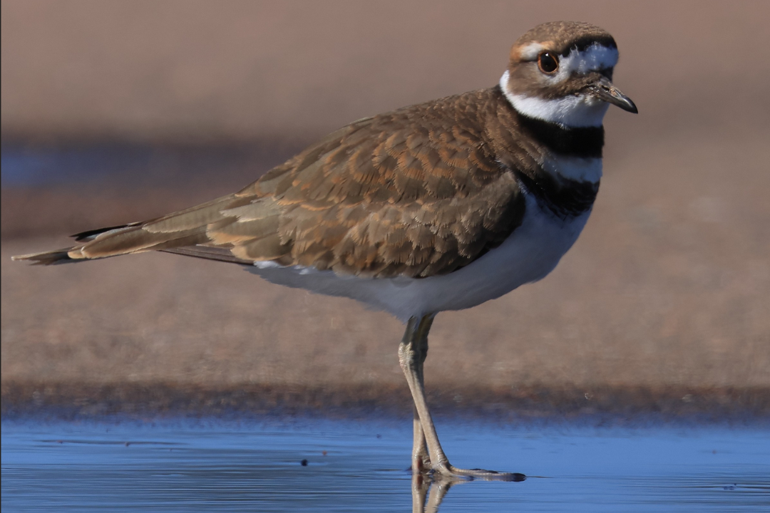 Killdeer Audubon