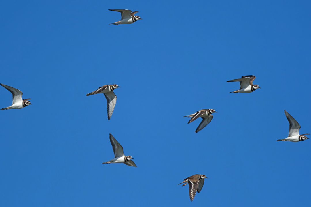 Killdeer Audubon